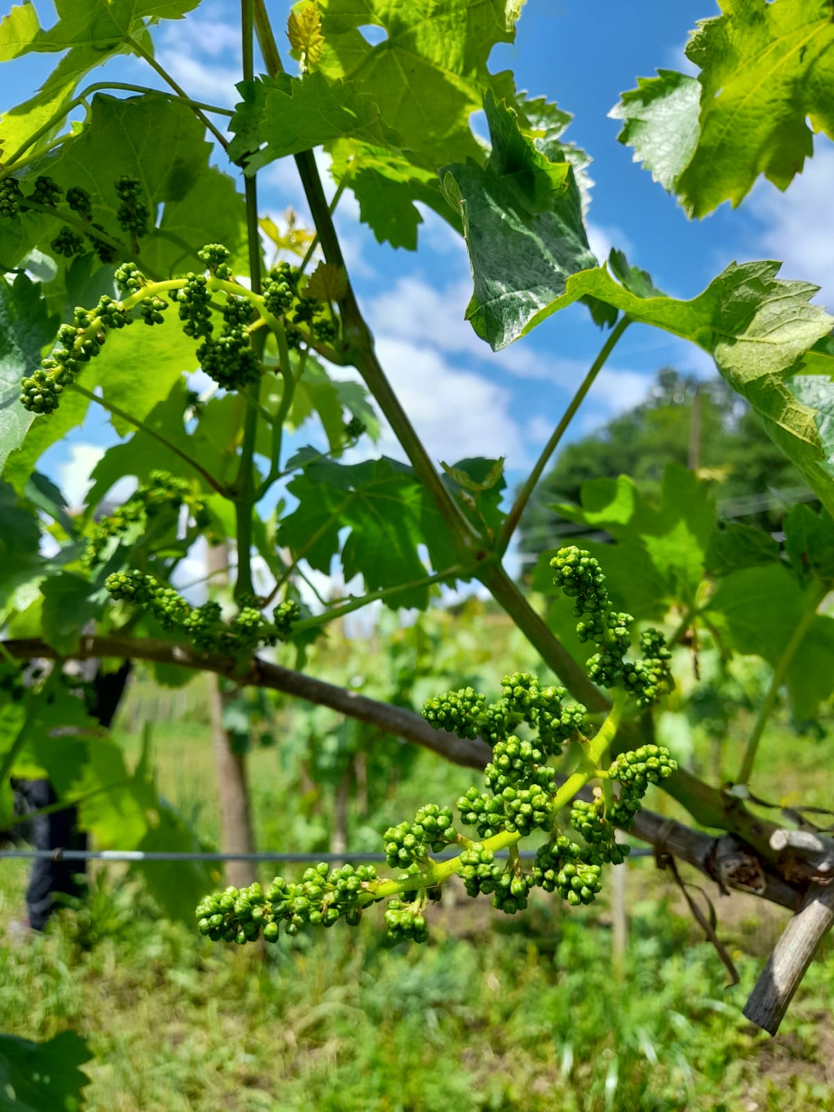 La floraison de la vigne 🌿 - Syndicat des vins d'Irouléguy