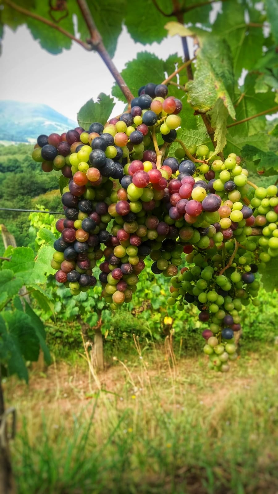 La véraison de la vigne 🌿 - Syndicat des vins d'Irouléguy
